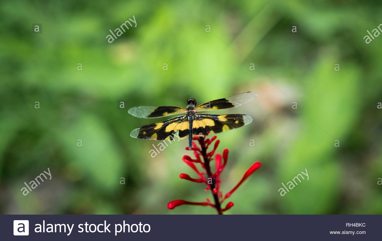 Indian Dragonfly Stock Photos & Indian Dragonfly Stock Images - Alamy