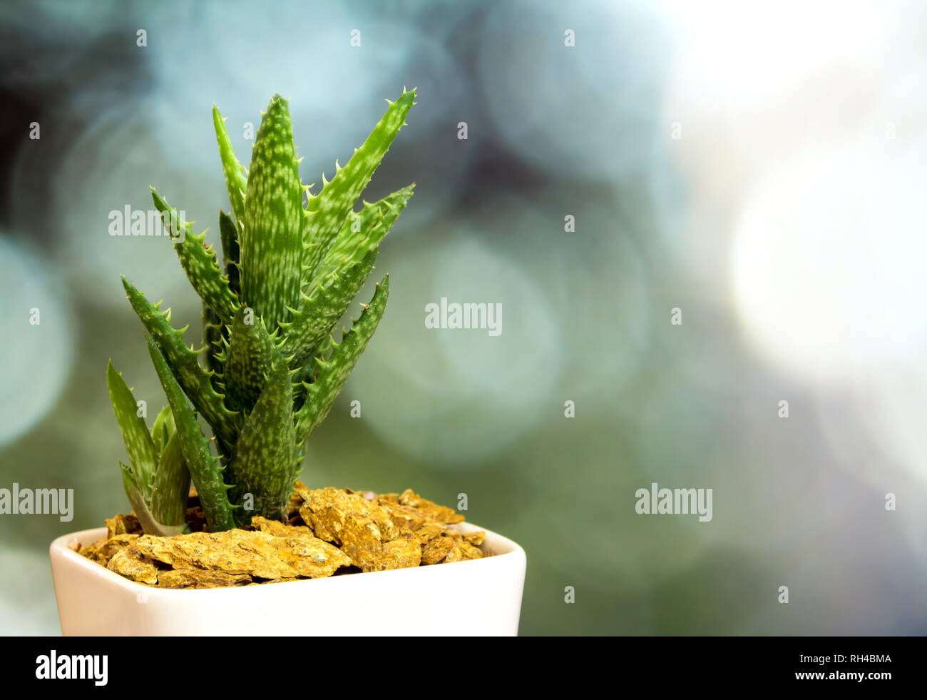 Aloe succulent plant, freshness leaves with thorn of Tiger Tooth Aloe ...