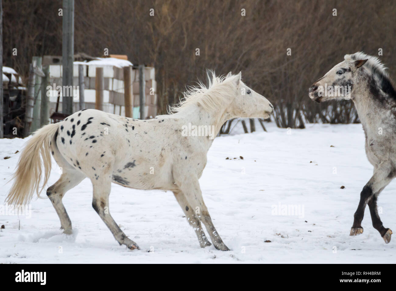 Horseplay hi-res stock photography and images - Alamy