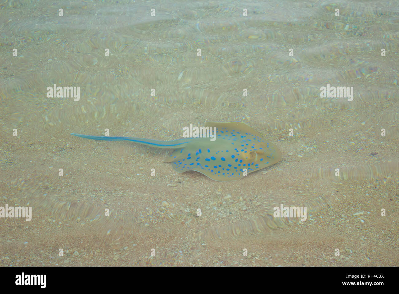 Stingray fish swimming in the shallow sea water Stock Photo - Alamy