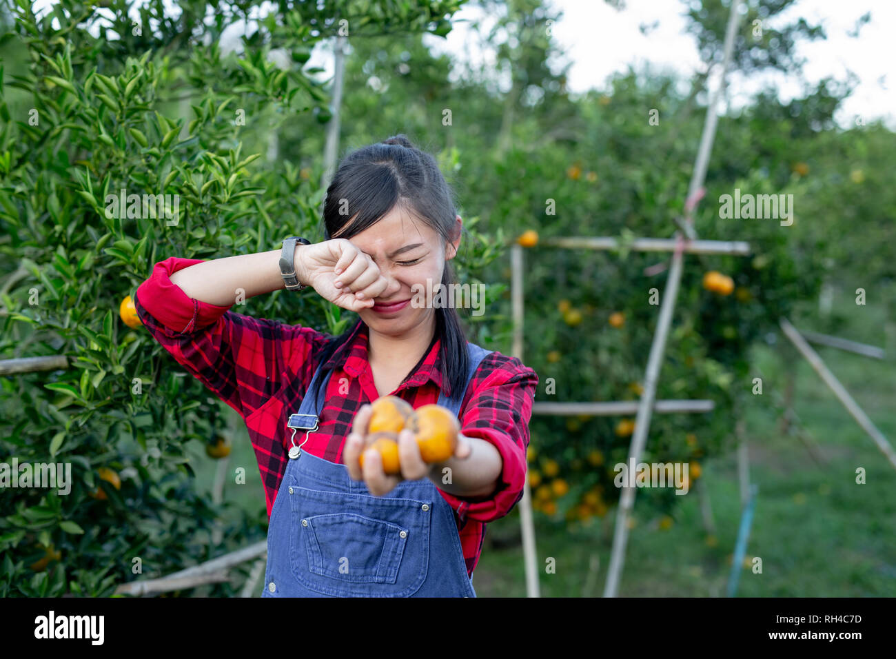 The farmer is collecting orange with a smile. Modern agricultural ...