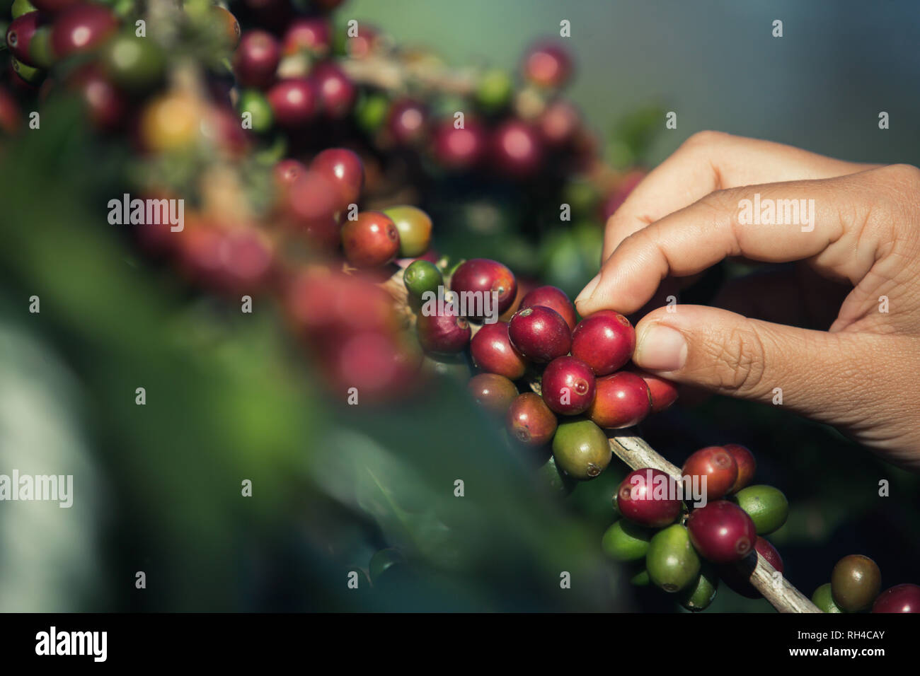 Hands that are picking coffee beans from the coffee tree Stock Photo ...
