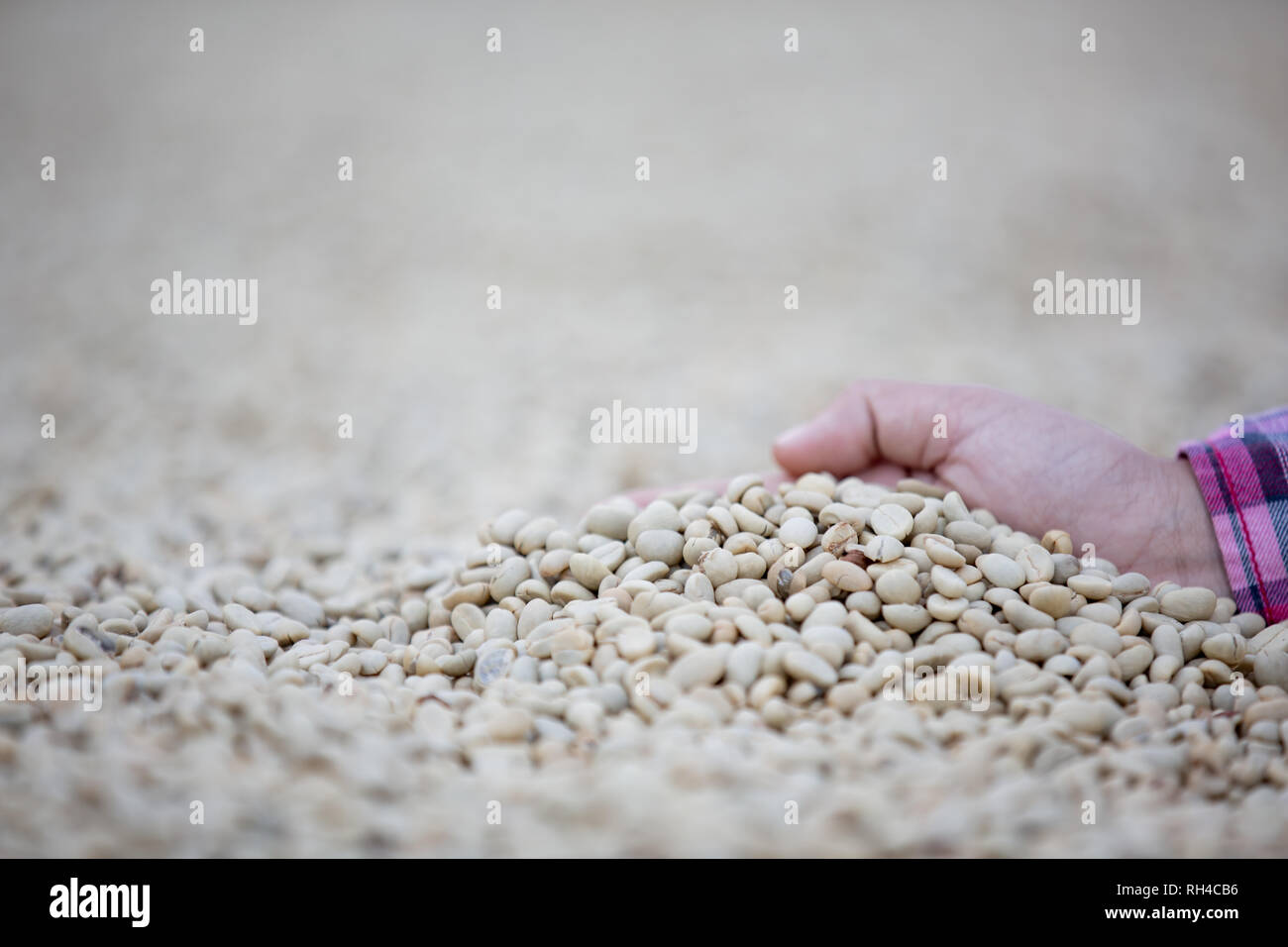 Hands with coffee beans on coffee beans that are dried Stock Photo - Alamy