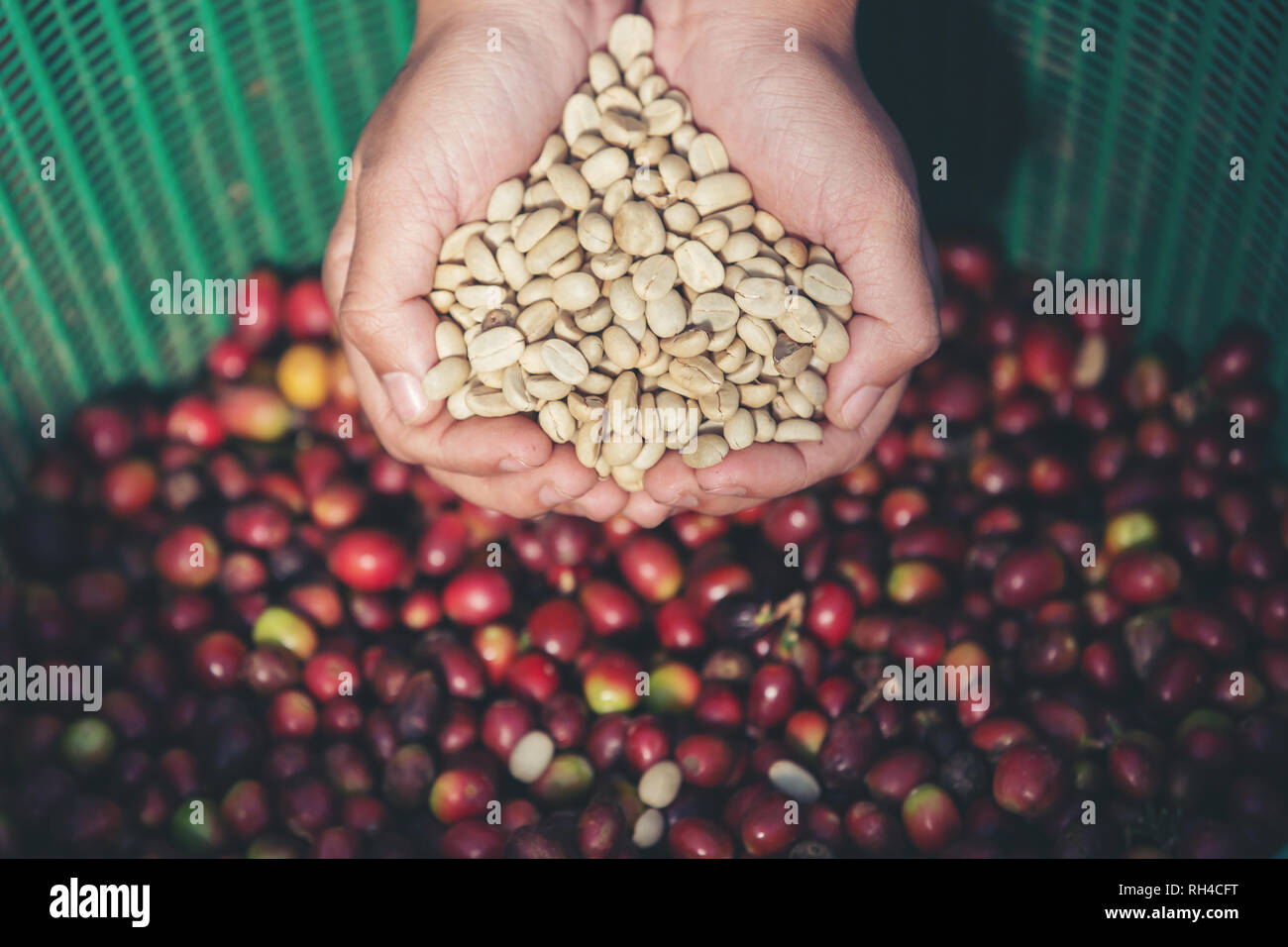 Tree plantation hands portrait hi-res stock photography and images - Alamy