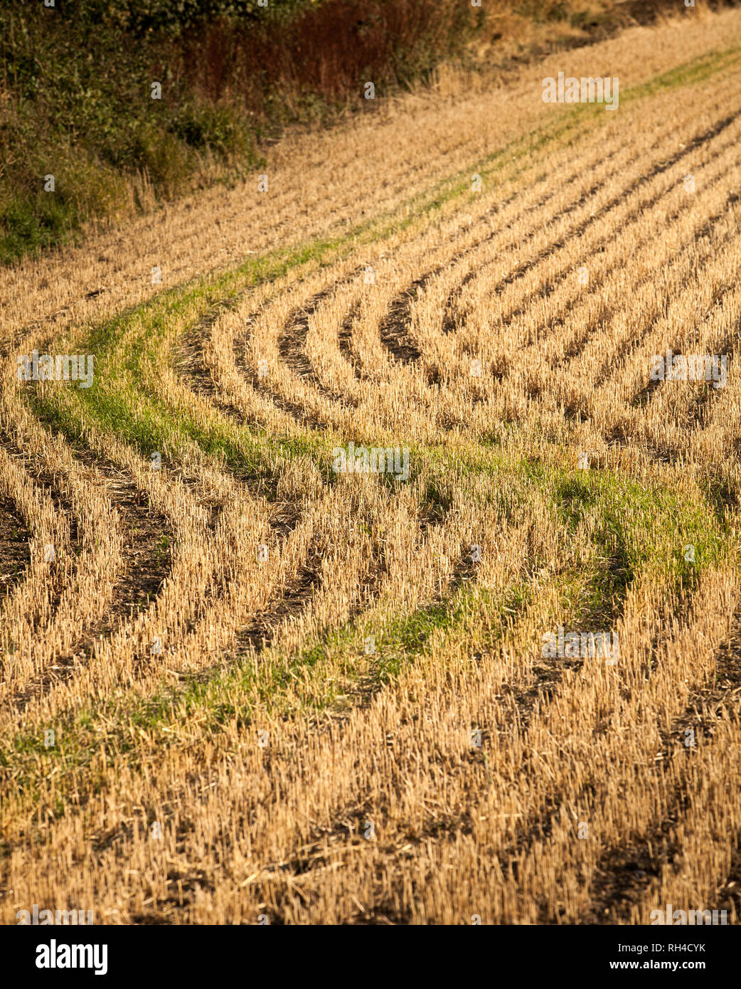 Wavy pattern in crop stubble in English field at the end of summer ...