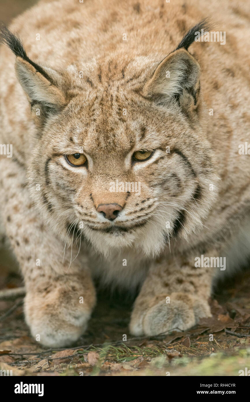 Eurasian lynx attack hi-res stock photography and images - Alamy