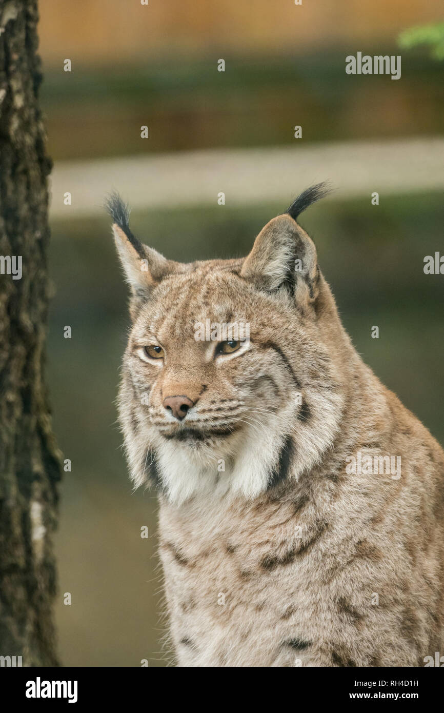 Eurasian lynx attack hi-res stock photography and images - Alamy