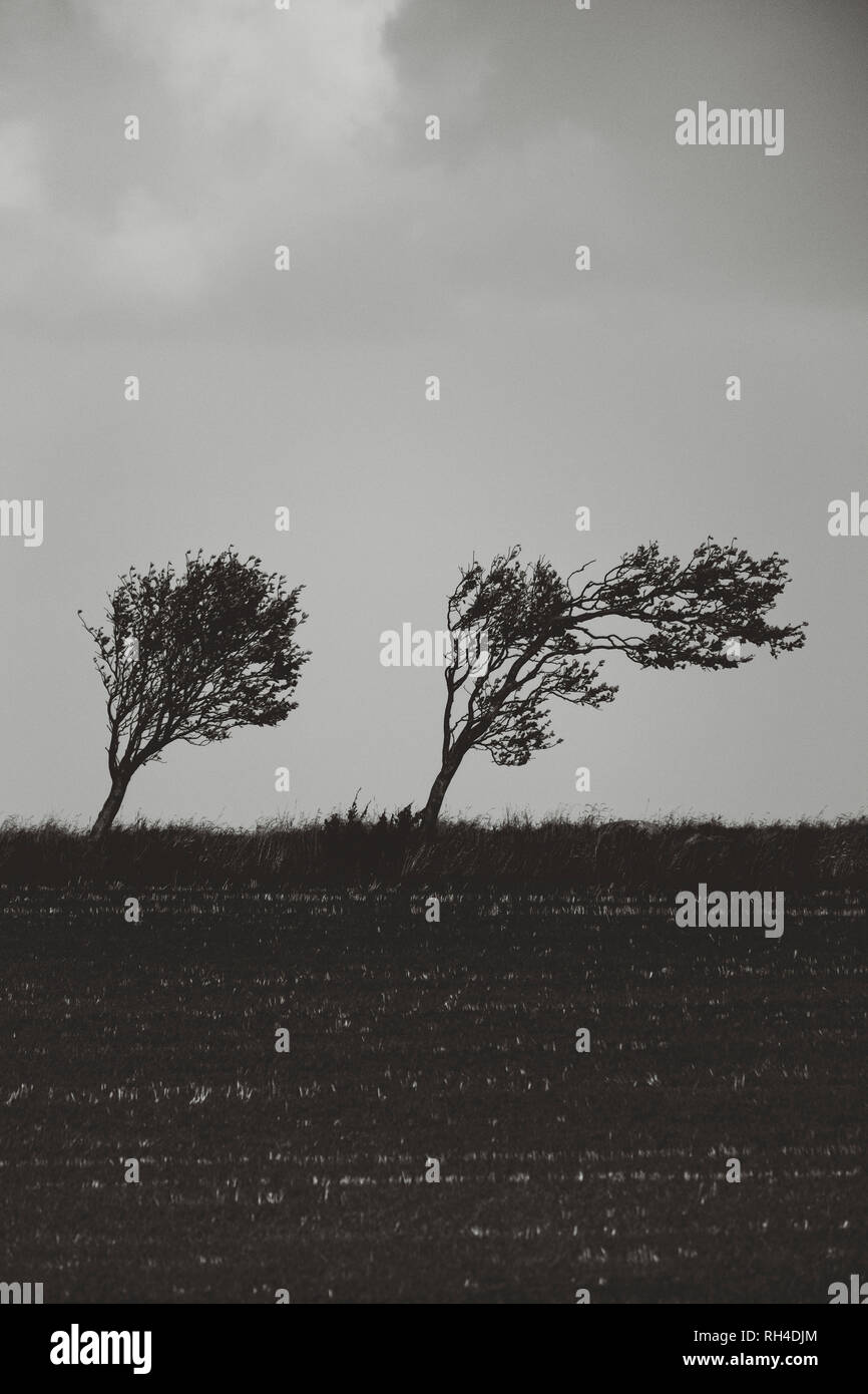 Black and white windblown trees leaning in field Stock Photo - Alamy