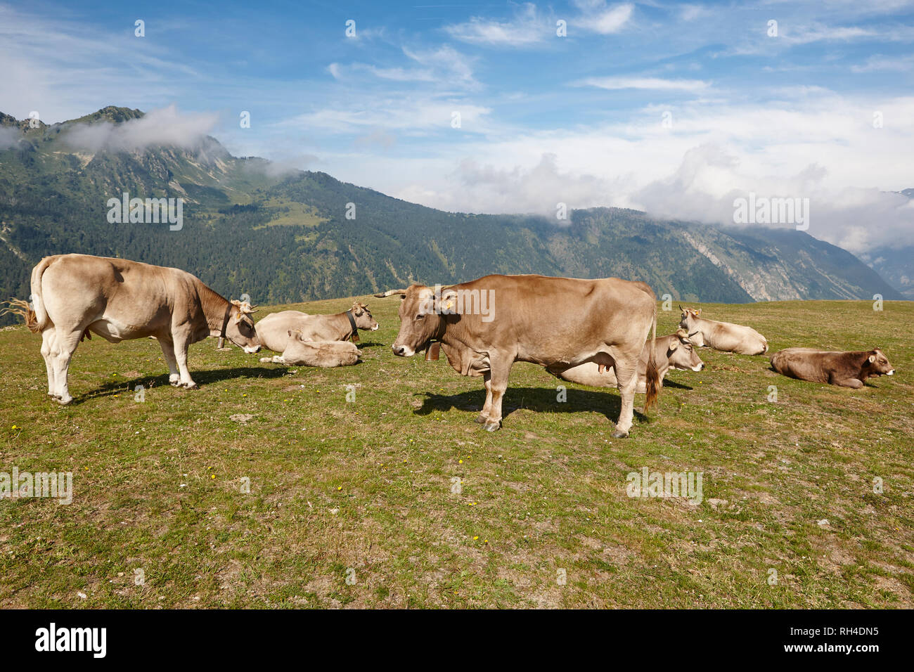 Alpine grassland grazing cows hi-res stock photography and images - Alamy