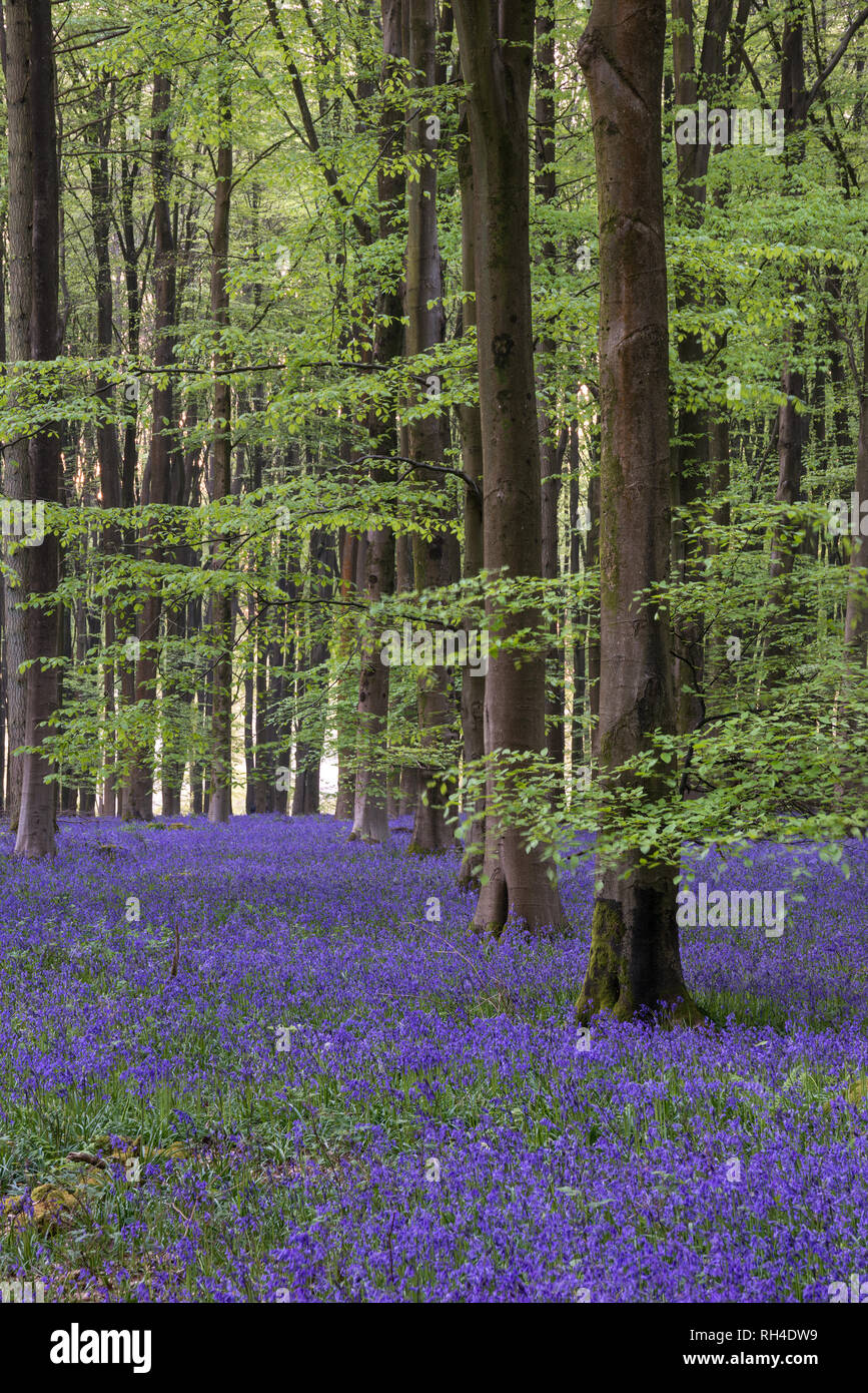 Beautiful bluebell forest landscape image in morning sunlight in Spring ...
