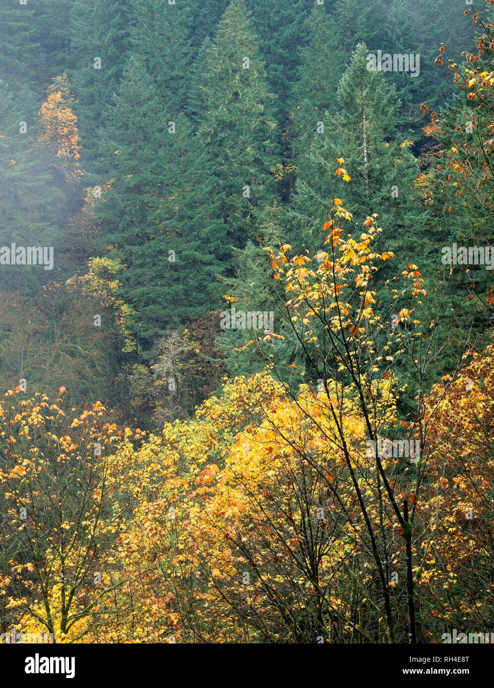 USA, Oregon, Silver Falls State Park, Conifers and fall-colored maples ...