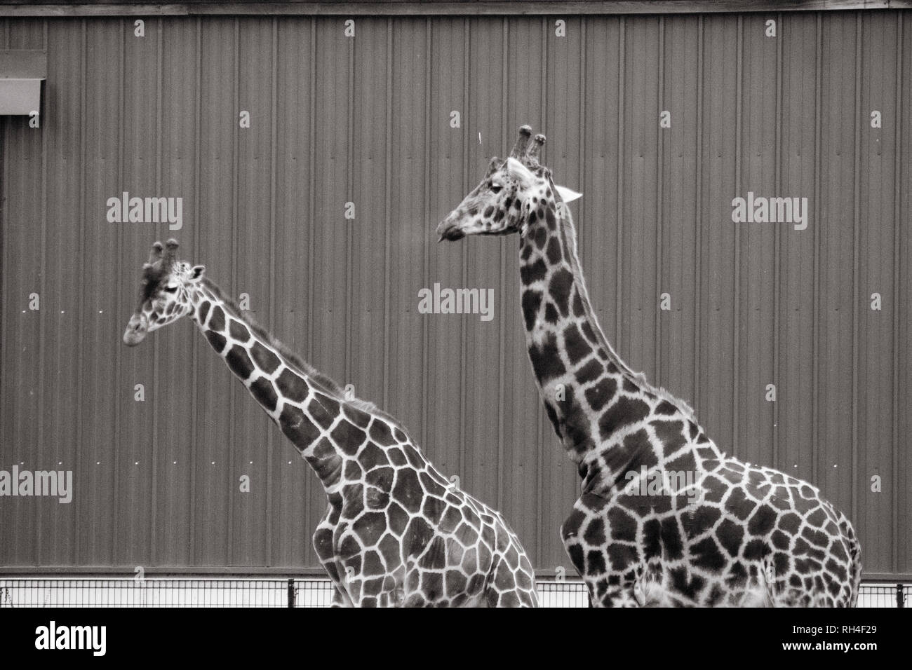 High contrast giraffe hi-res stock photography and images - Alamy