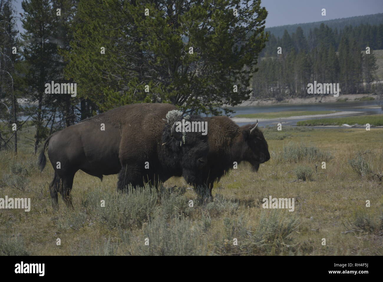 Bisons nature hi-res stock photography and images - Alamy