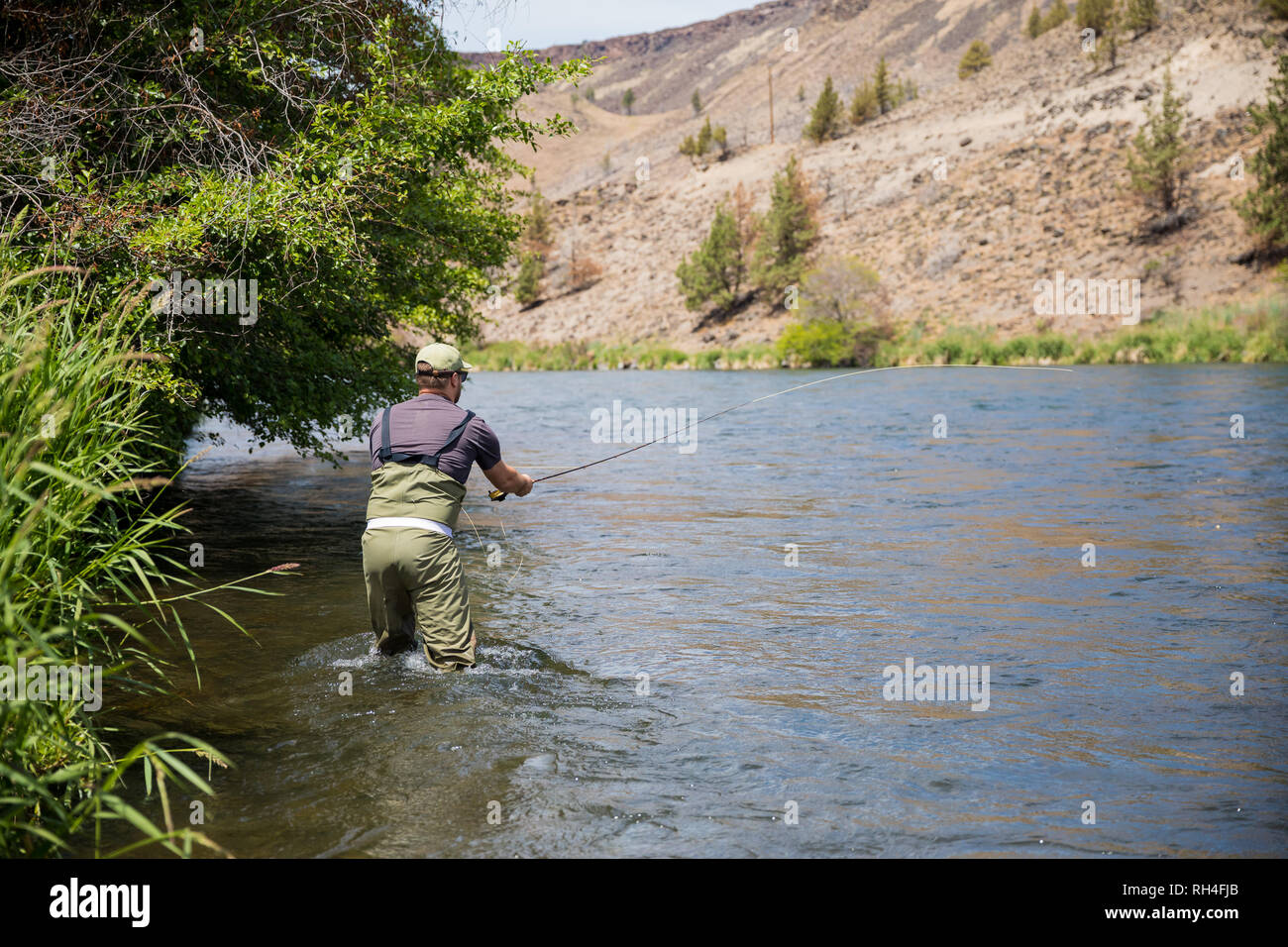 Fly fisherman casting to rising native redside rainbow trout on the ...