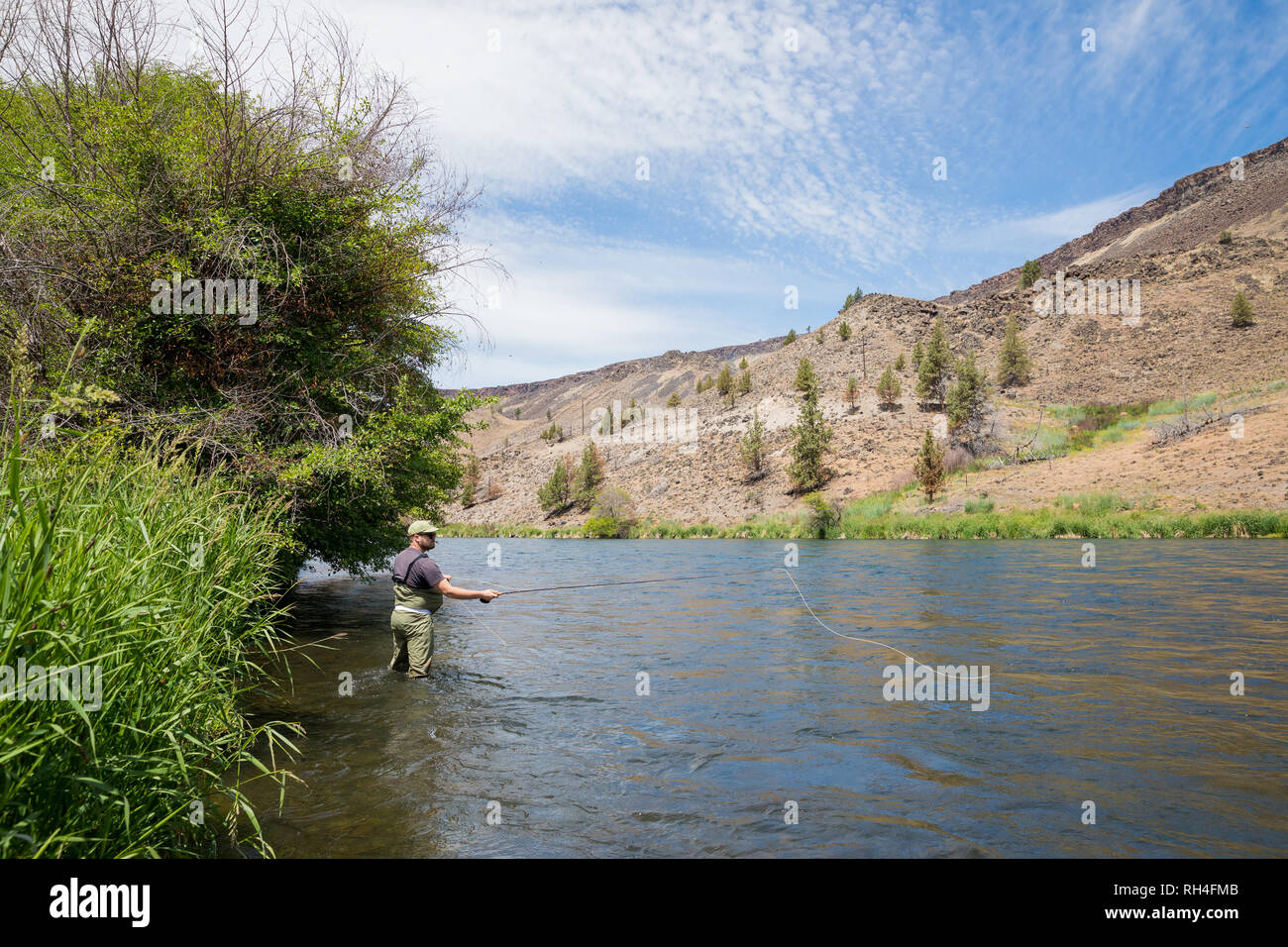 Fly fisherman casting to rising native redside rainbow trout on the ...