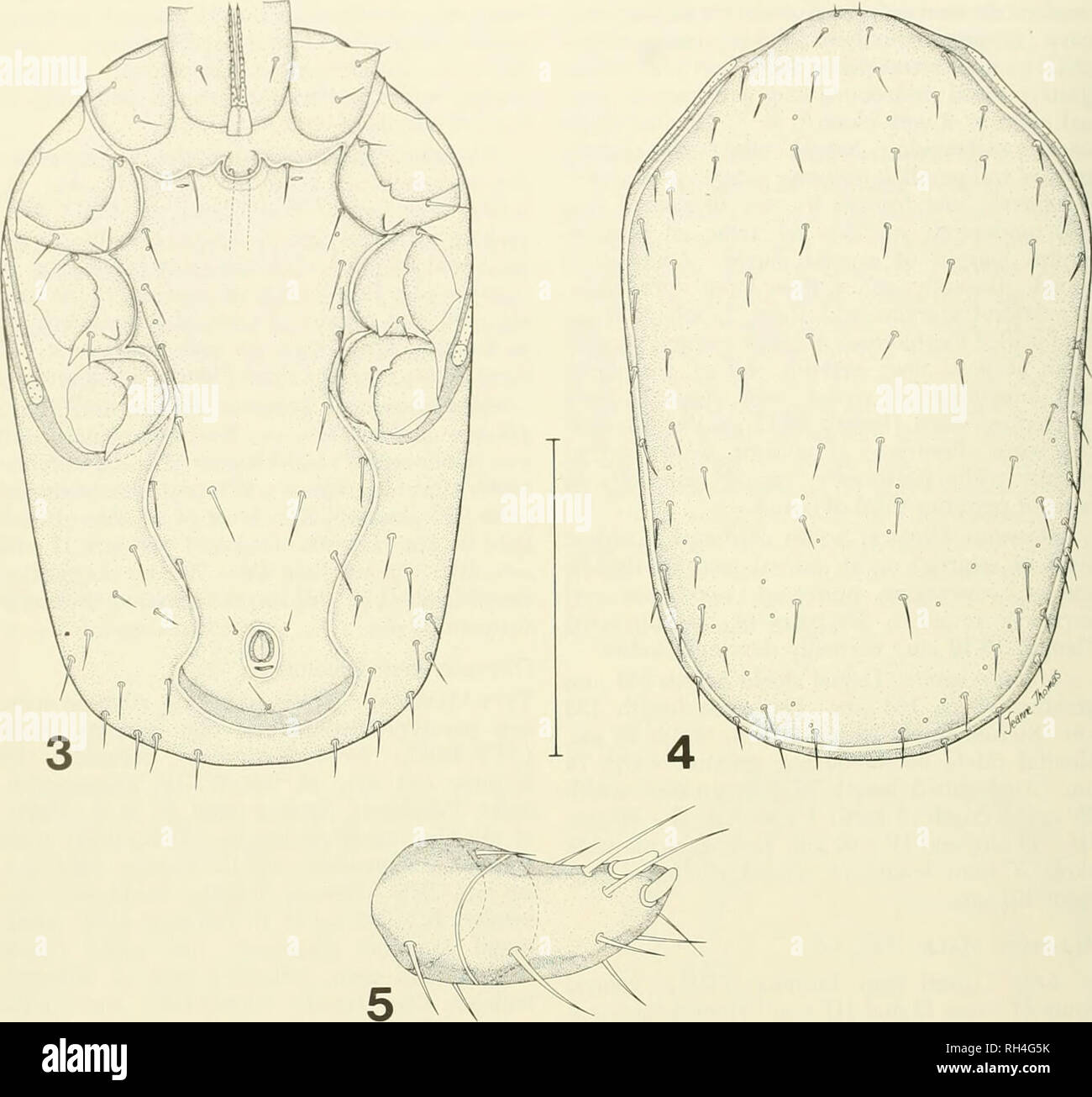 Heteromys sp hi-res stock photography and images - Alamy