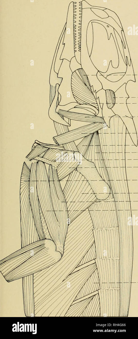 . Brigham Young University science bulletin. Biology -- Periodicals ...