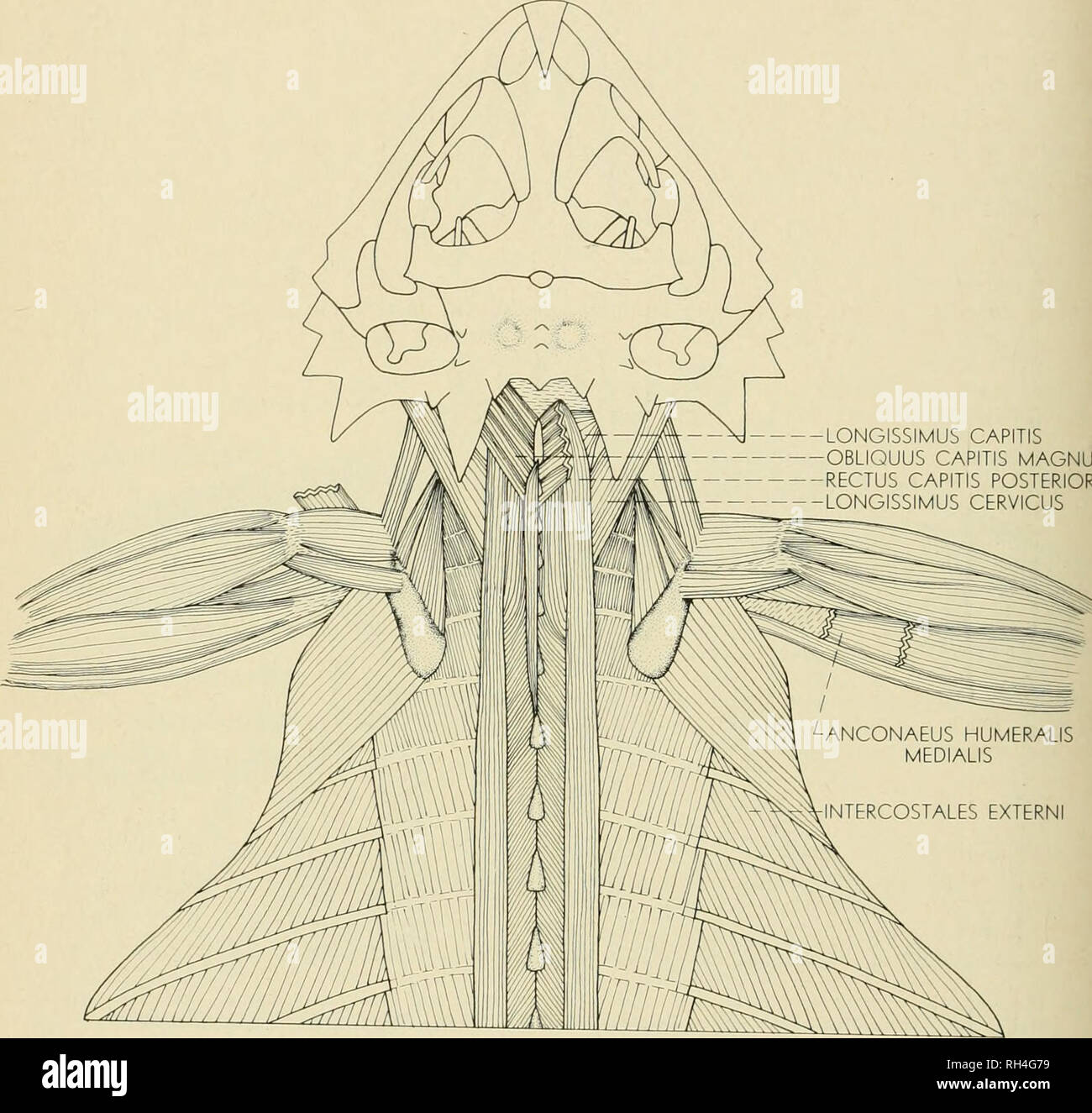 Rectus capitis anterior muscle hi-res stock photography and images - Alamy