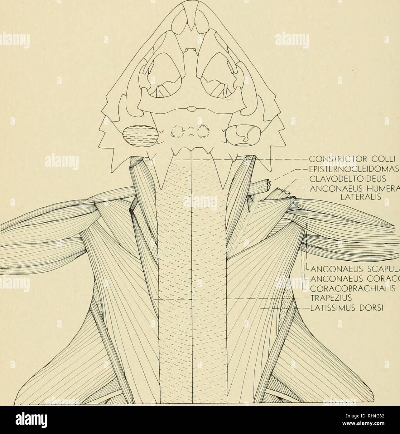 . Brigham Young University science bulletin. Biology -- Periodicals. 14 ...