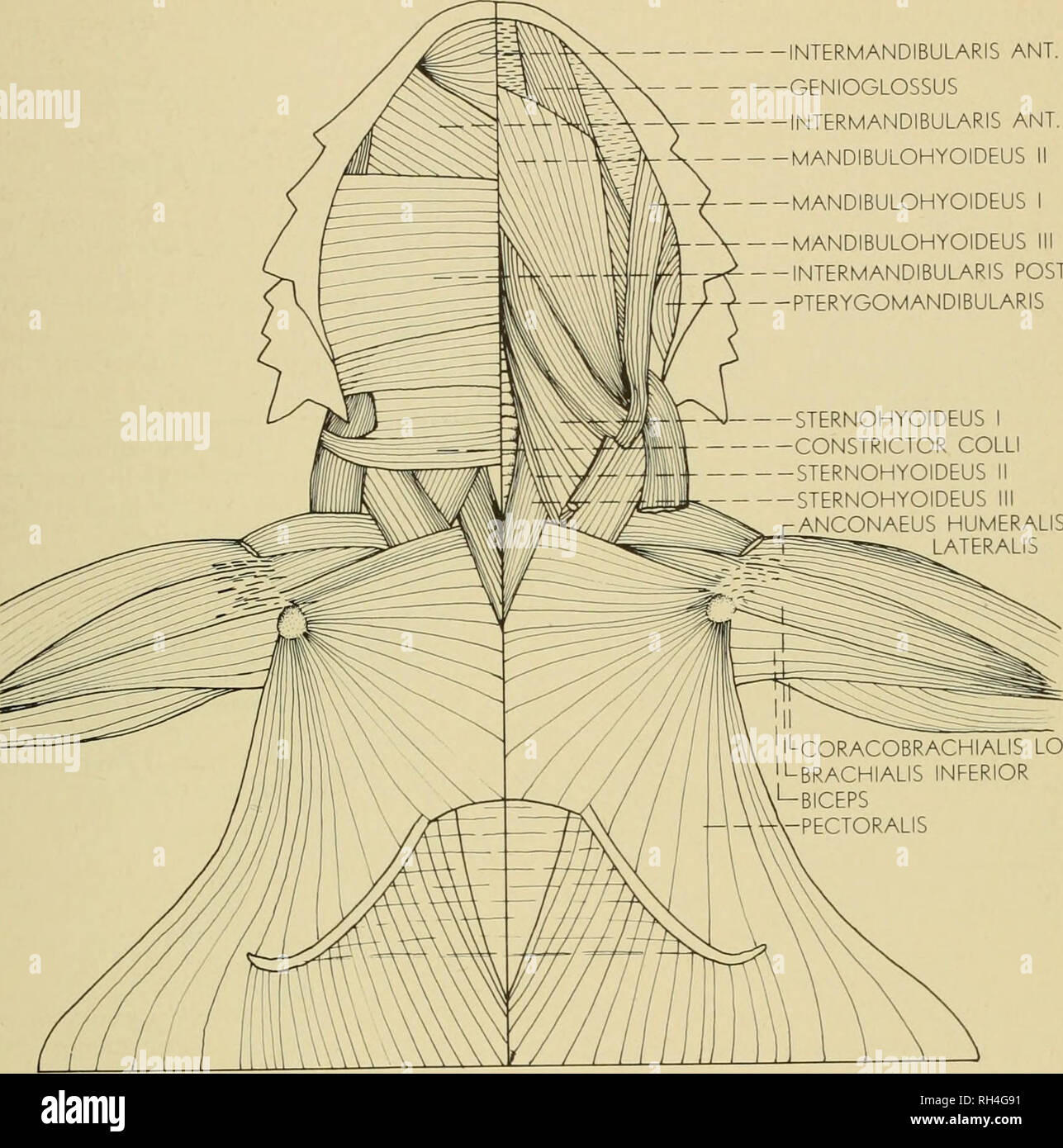. Brigham Young University science bulletin. Biology -- Periodicals ...