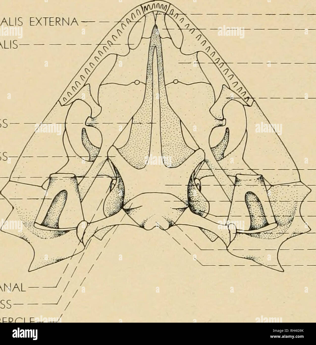 Quadrate tubercle hi-res stock photography and images - Alamy