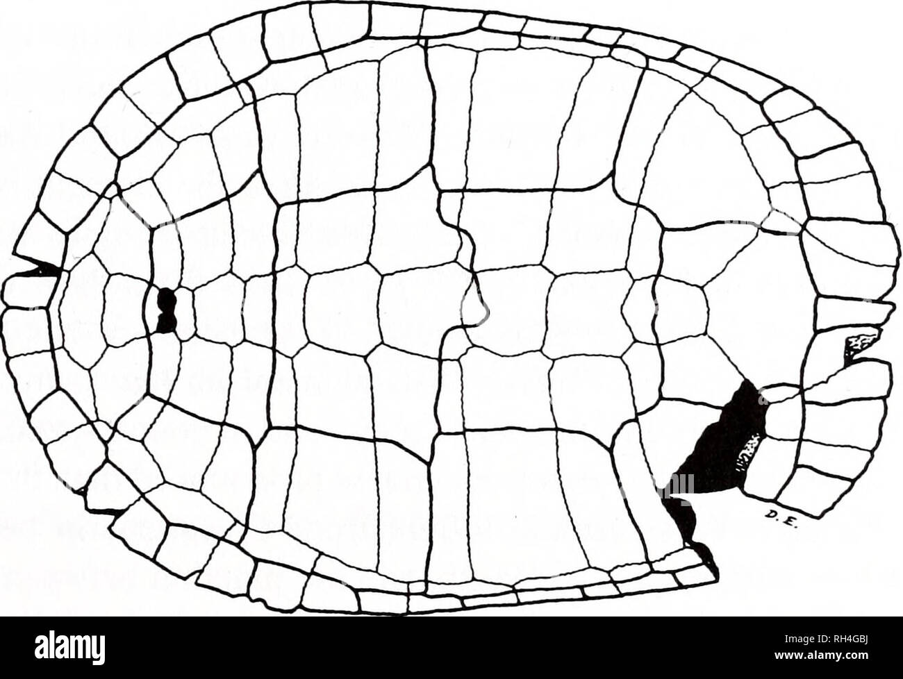 Cervical vertebrae 7 hi-res stock photography and images - Alamy