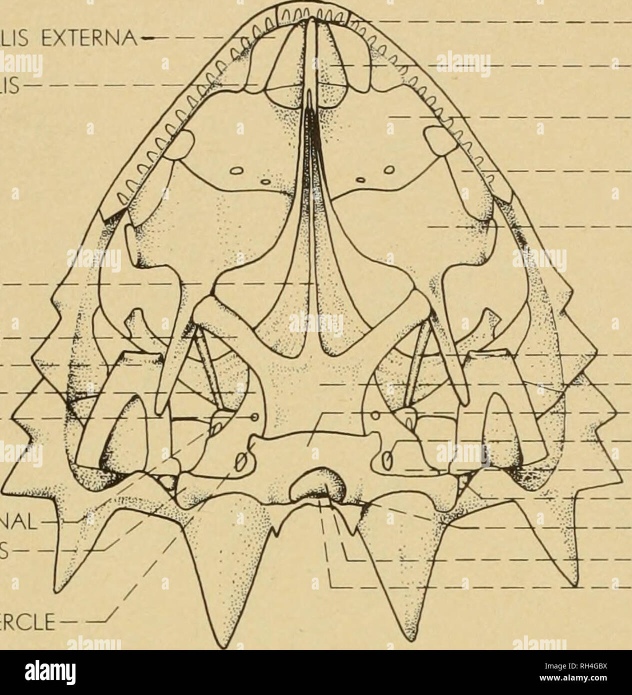 Quadrate tubercle hi-res stock photography and images - Alamy