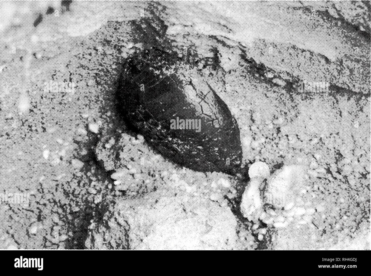 . Brimleyana. Zoology; Ecology; Natural history. Turtles vation of ...