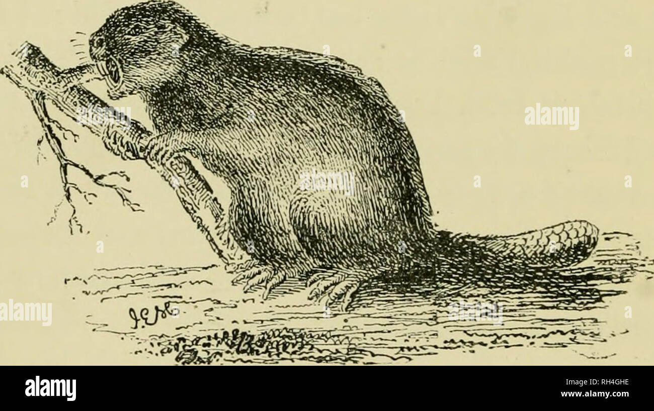. British animals extinct within historic times : with some account of ...