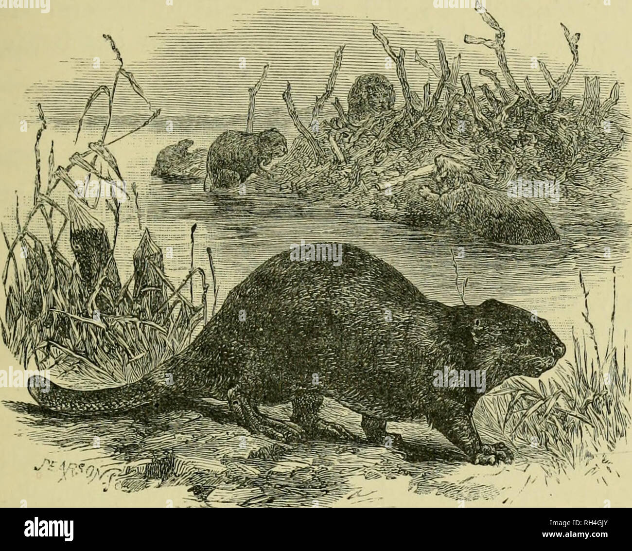 . British animals extinct within historic times : with some account of ...