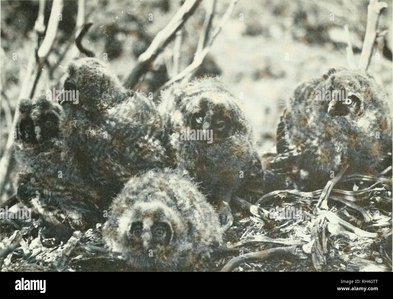 Five owl species hi-res stock photography and images - Alamy