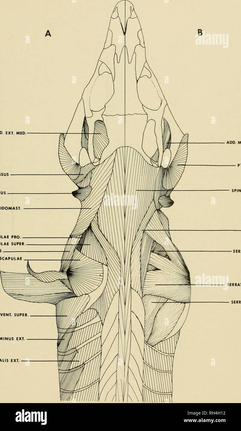 . Brigham Young University science bulletin. Biology -- Periodicals ...