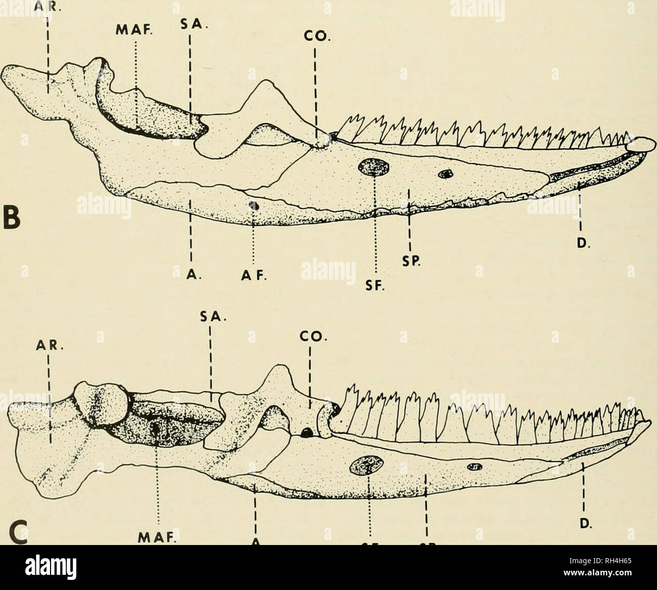 . Brigham Young University science bulletin. Biology -- Periodicals ...