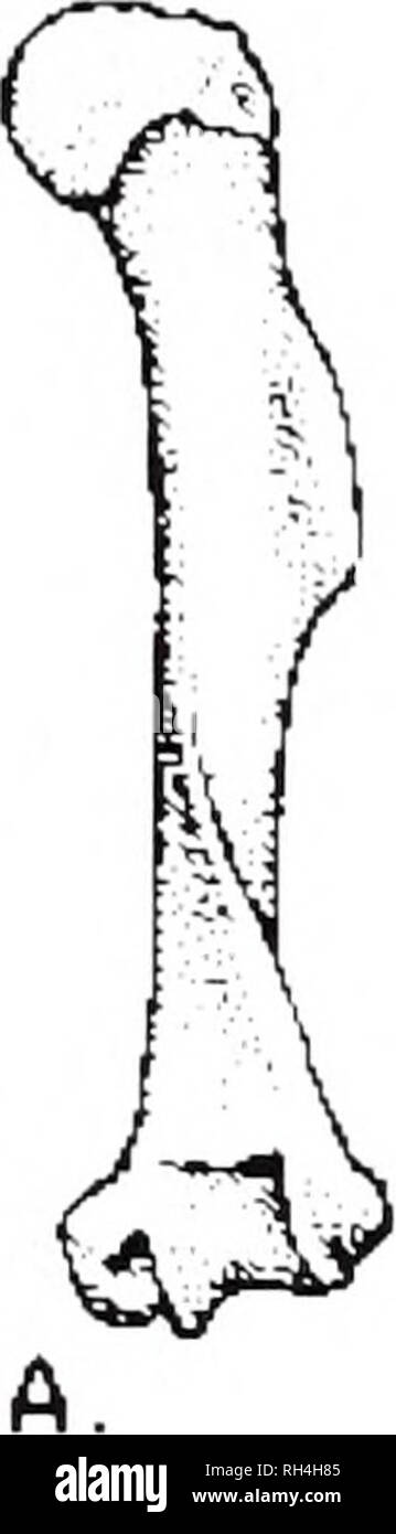 Spermophilus lateralis Black and White Stock Photos & Images - Alamy