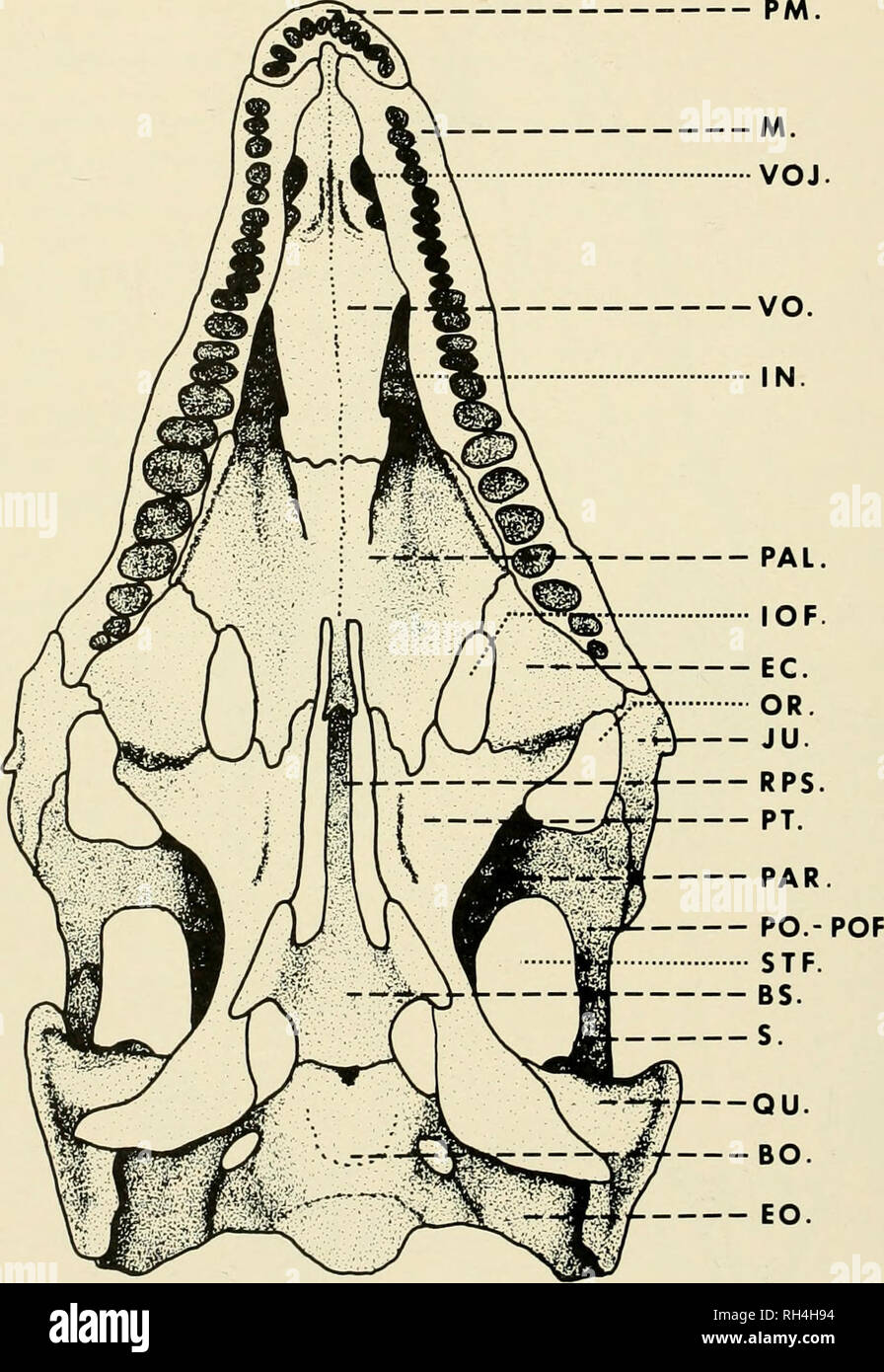 Internal nares hi-res stock photography and images - Alamy