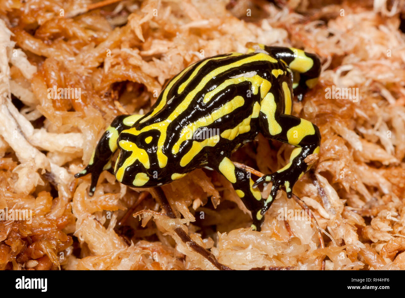 Southern corroboree frog hi-res stock photography and images - Alamy
