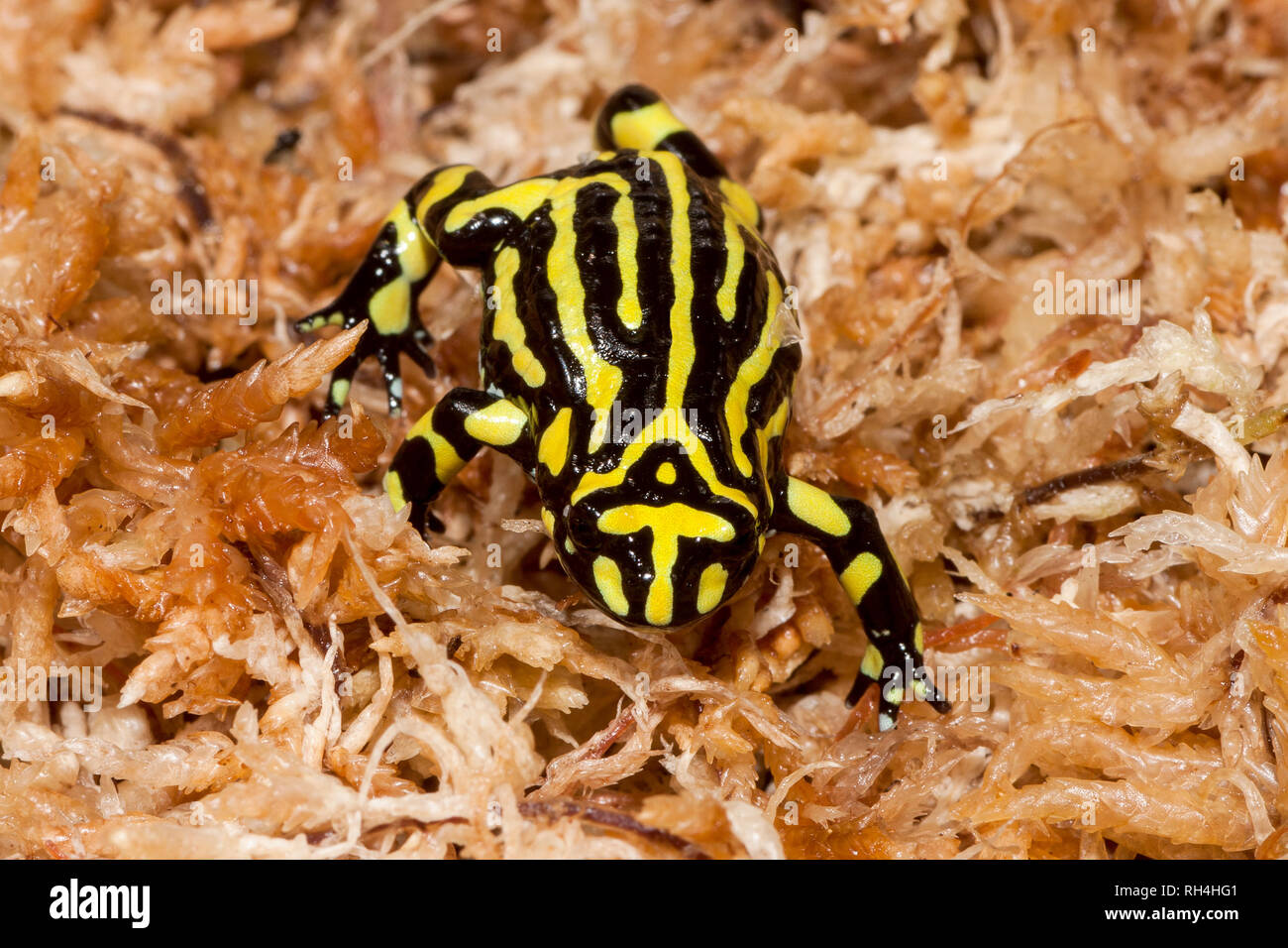 Corroboree frog hi-res stock photography and images - Alamy