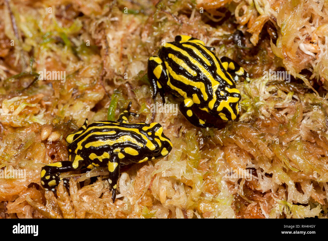 Southern Corroboree Frog Stock Photo - Alamy