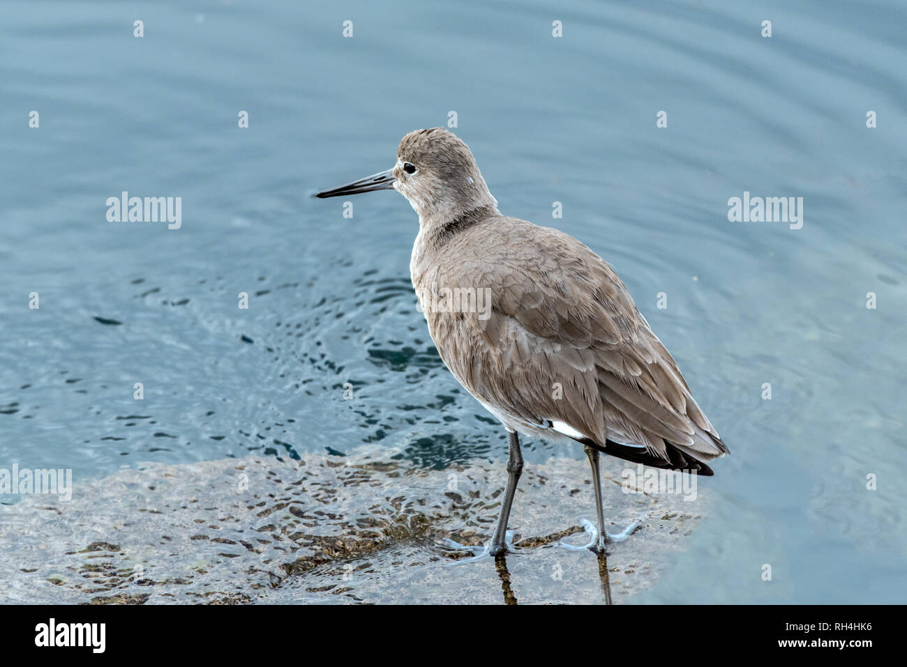 California Willet showing all grey color while foraging along the ocean ...