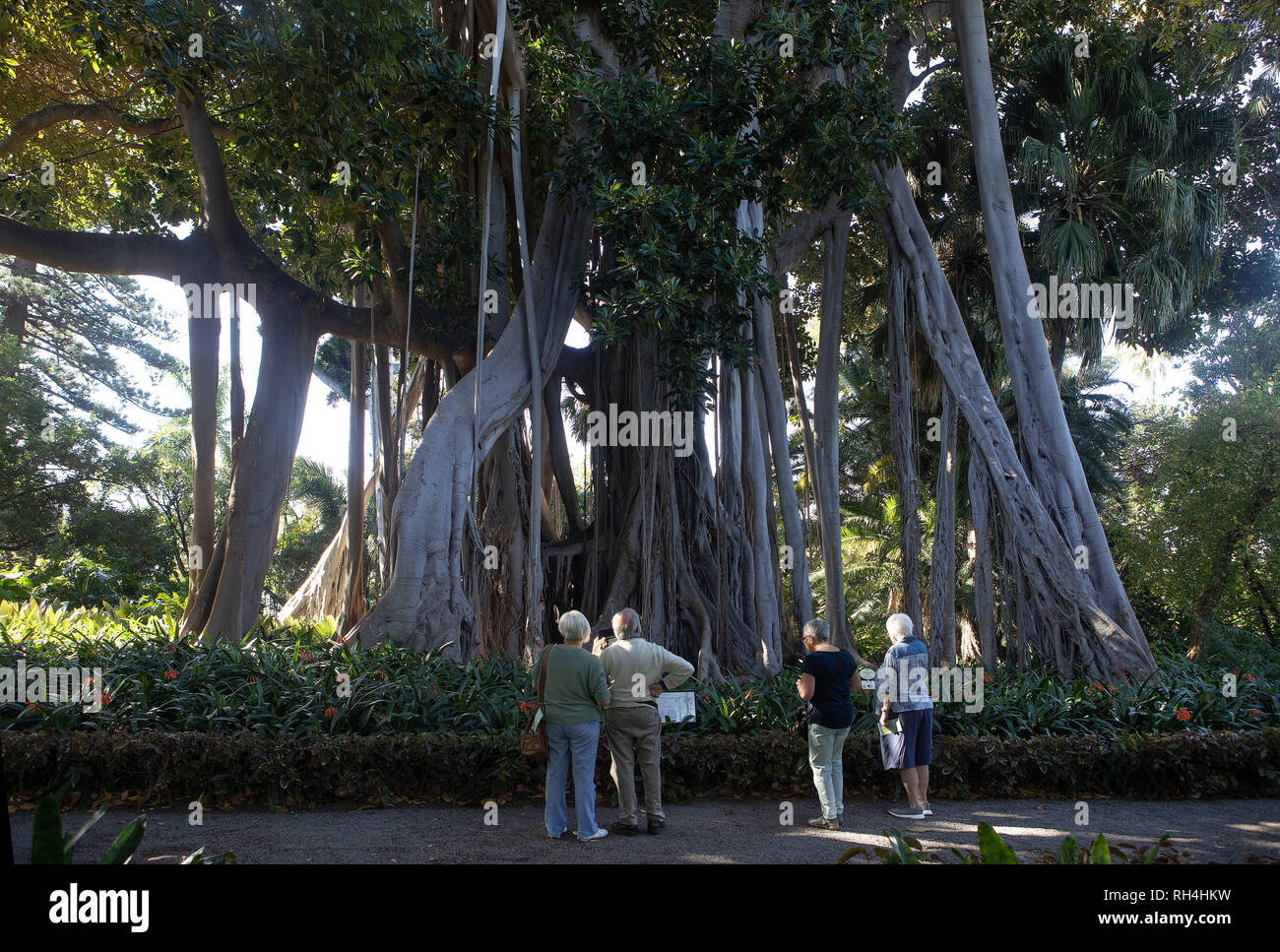 Higuera Lord Howe tree Stock Photo - Alamy