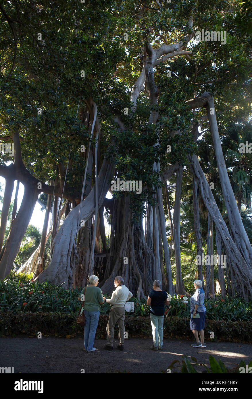 Higuera tree hi-res stock photography and images - Alamy