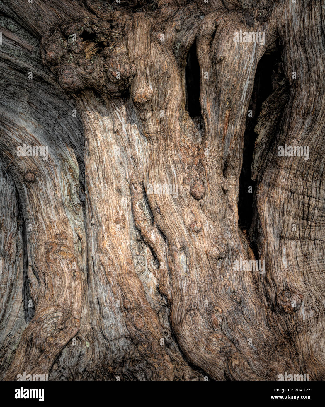 Massive live oak tree hi-res stock photography and images - Alamy