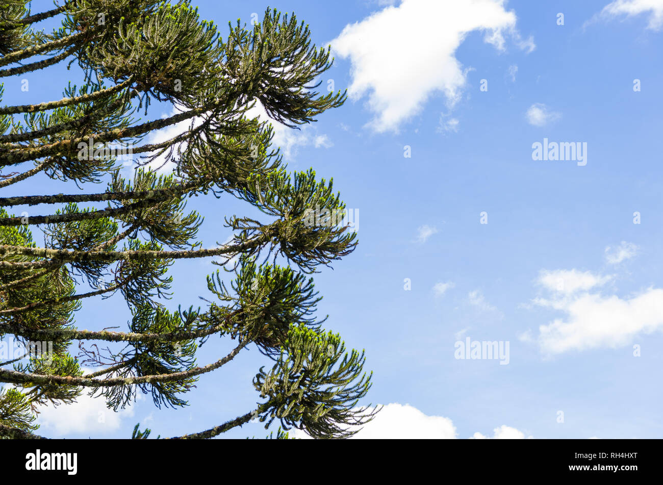 Brazilian flora and mountains hi-res stock photography and images - Alamy