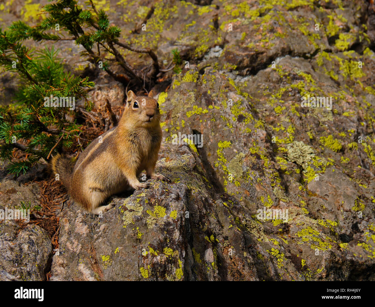Chipmunk, Dream Lake Trail, Rocky Mountain National Park, Estes ...