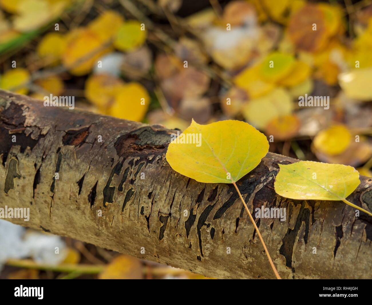 Aspen Leaves on a Fallen Tree in an Aspen Grove! Stock Photo - Alamy