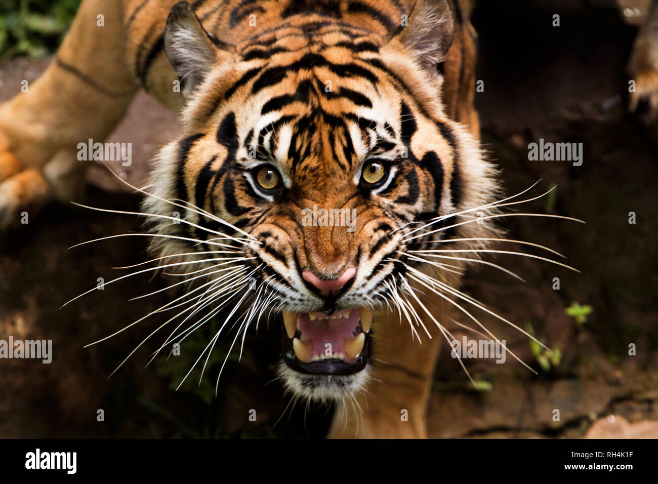 Tiger head roaring hi-res stock photography and images - Alamy