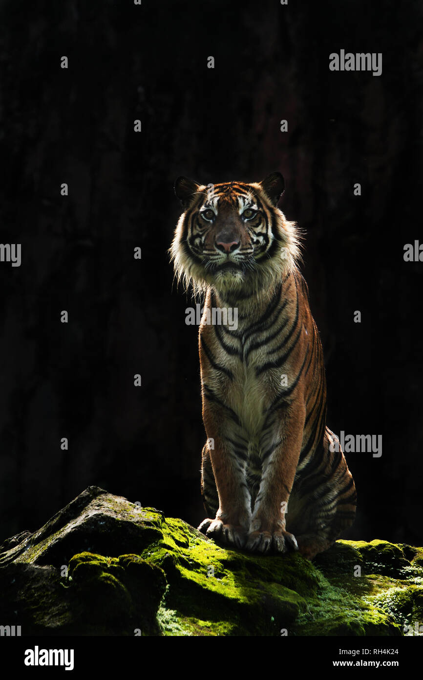 Tiger stand hi-res stock photography and images - Alamy