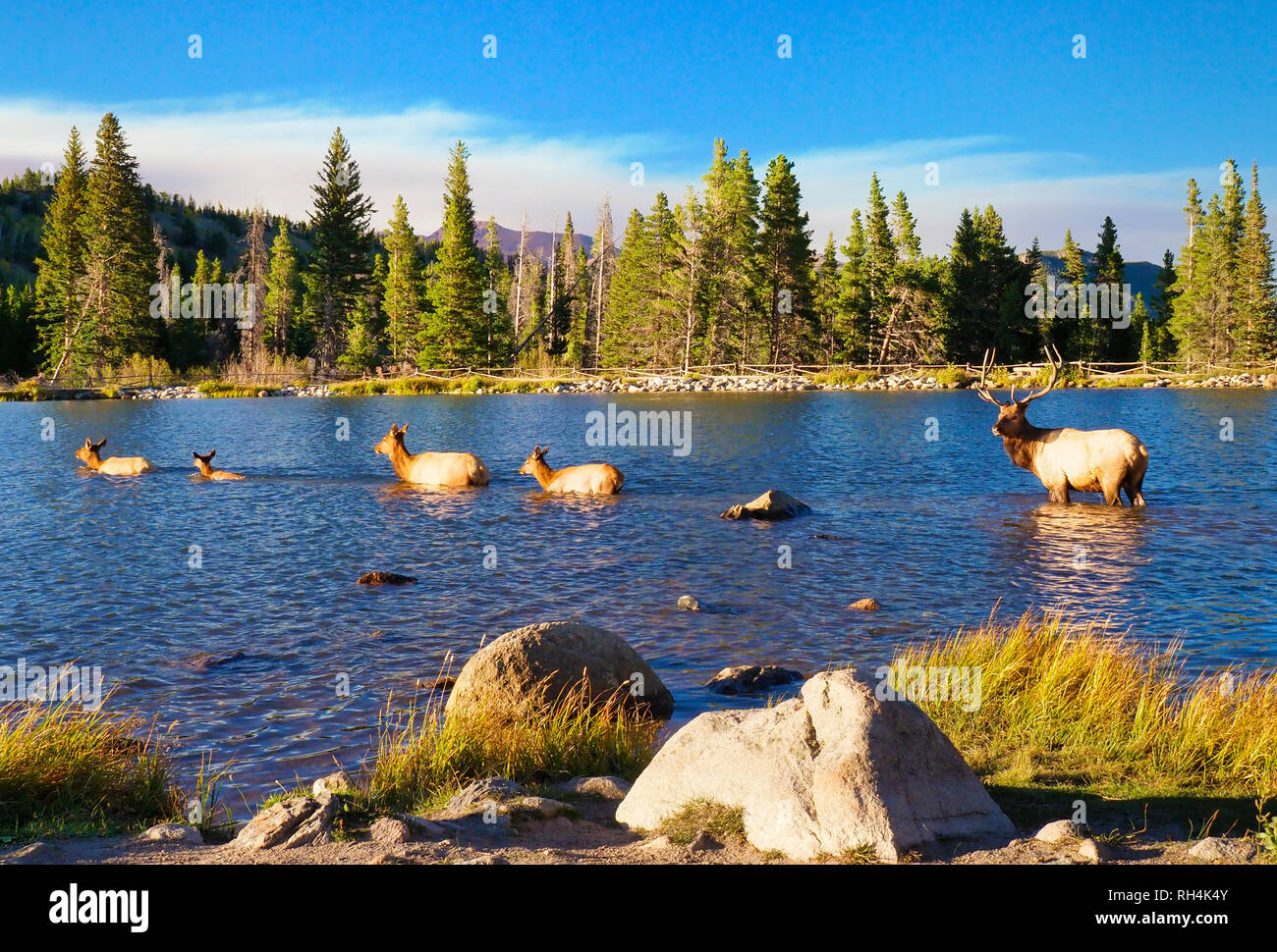 Elk, Sprague Lake, Sprague Lake Trail, Rocky Mountain National Park ...