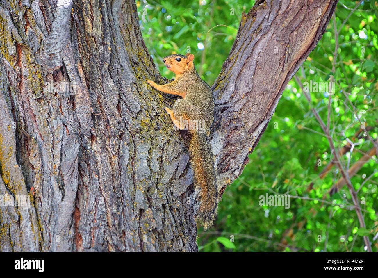 Fox squirrel (Sciurus niger) along the Jordan River Trail in Salt Lake ...