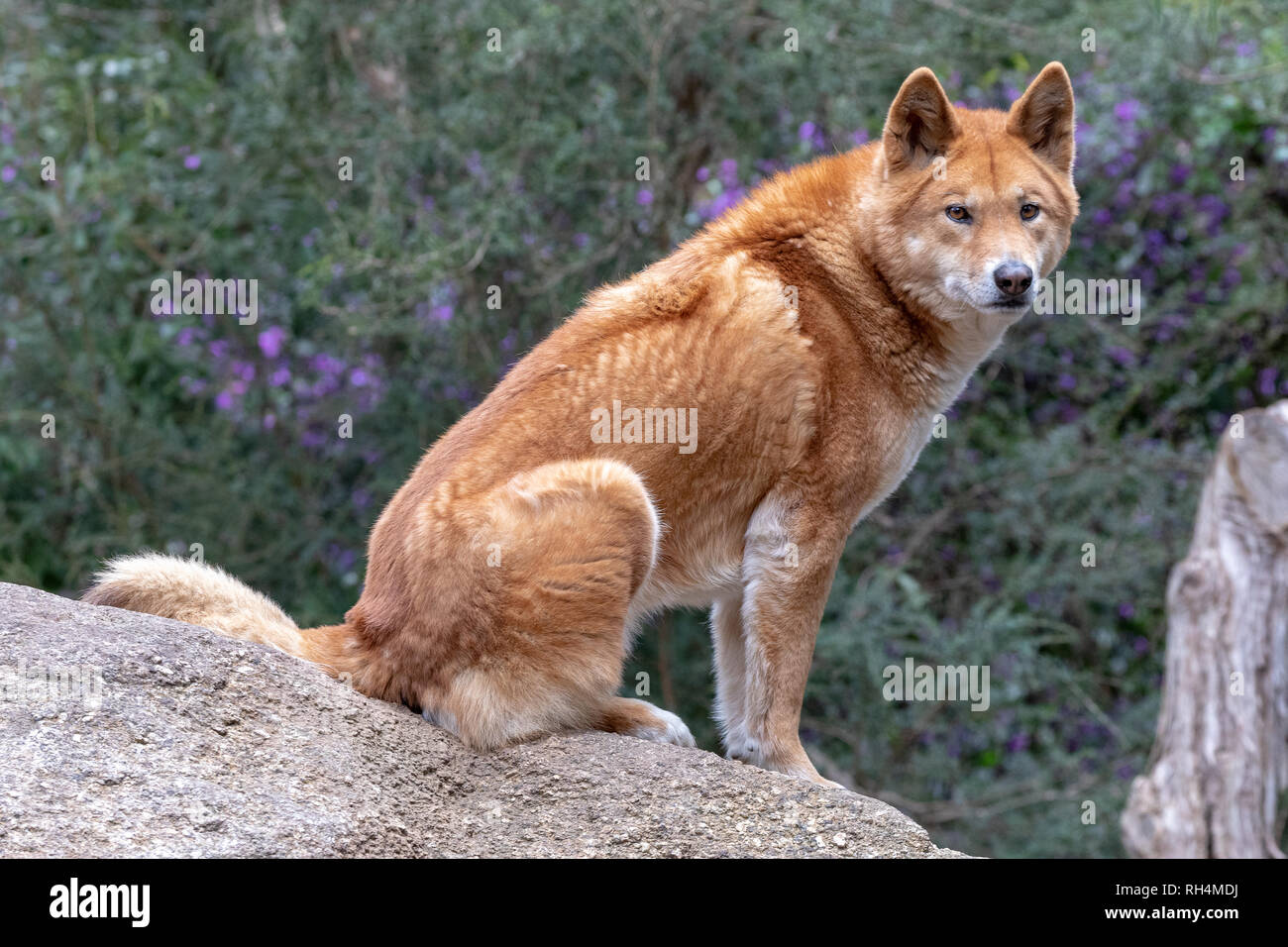 Dingo, Australian native canine (canis lupus dingo) sitting on a rock ...